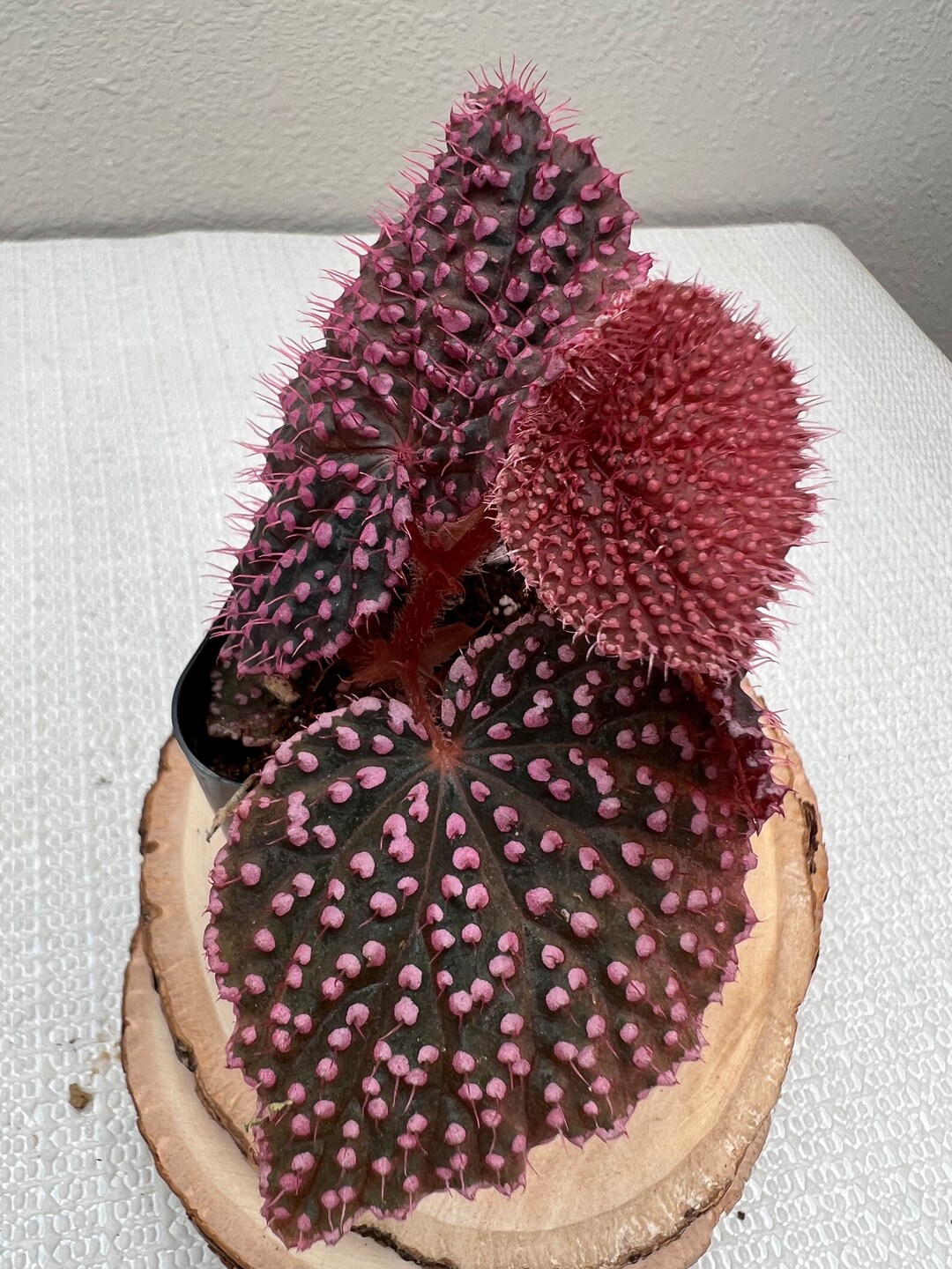 Begonia Baik X Begonia Ocellata Hybrid - Etsy