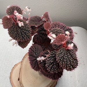 Begonia Baik X Begonia Ocellata Hybrid - Etsy