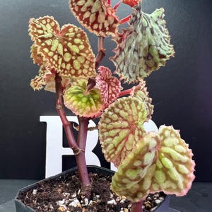 Begonia Chlororistica ‘gold Dust’ - Etsy