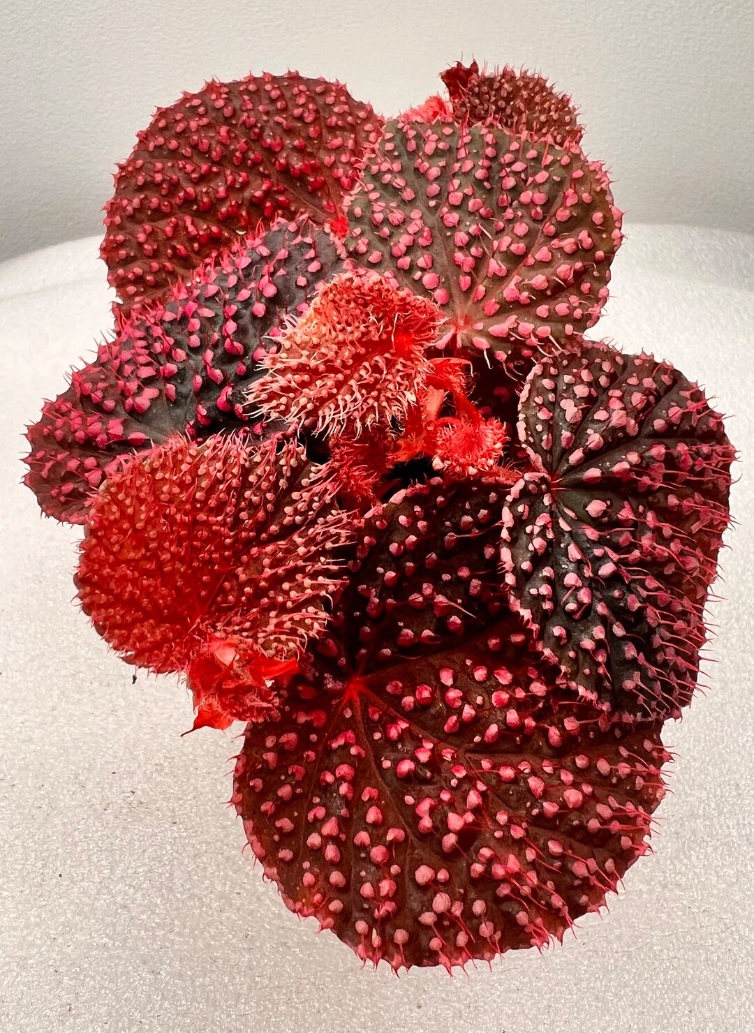 Begonia Baik X Begonia Ocellata Hybrid - Etsy