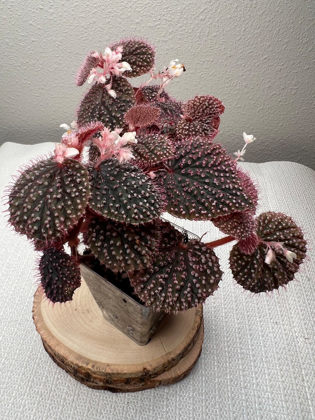 Begonia Baik X Begonia Ocellata Hybrid - Etsy
