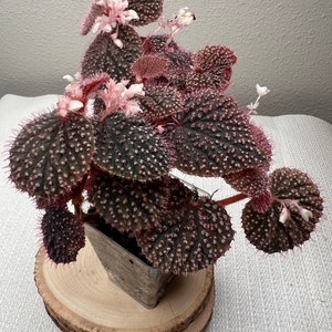 Begonia Baik X Begonia Ocellata Hybrid - Etsy