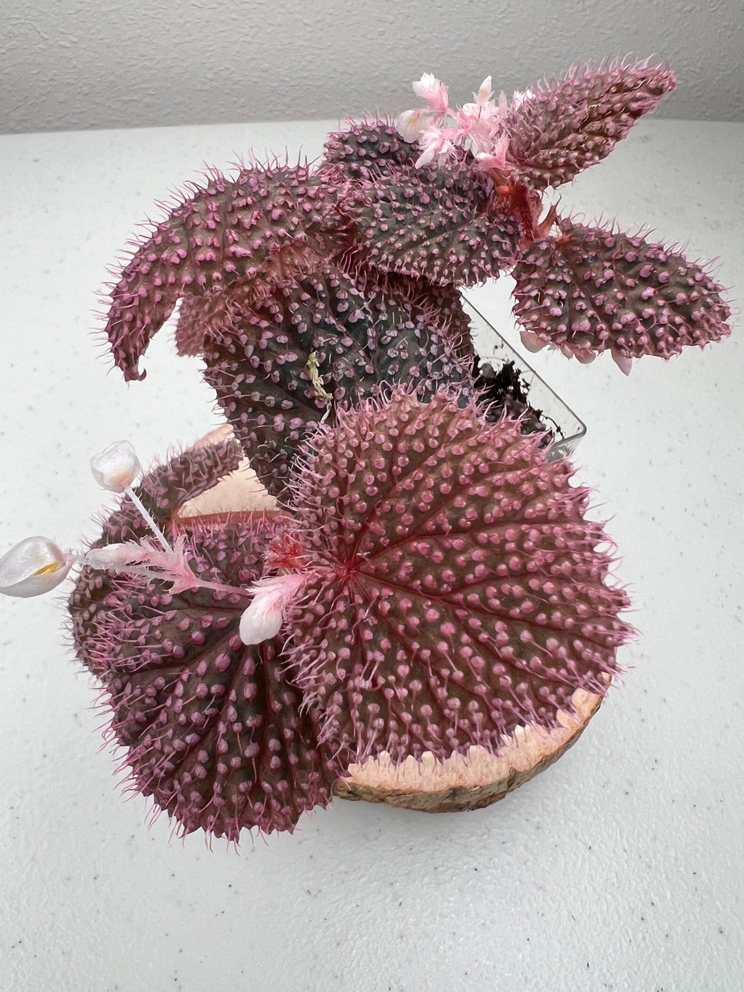 Begonia Baik X Begonia Ocellata Hybrid - Etsy