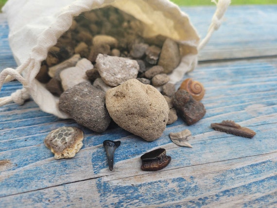 Sift for Your Own Fossils Kit - Etsy