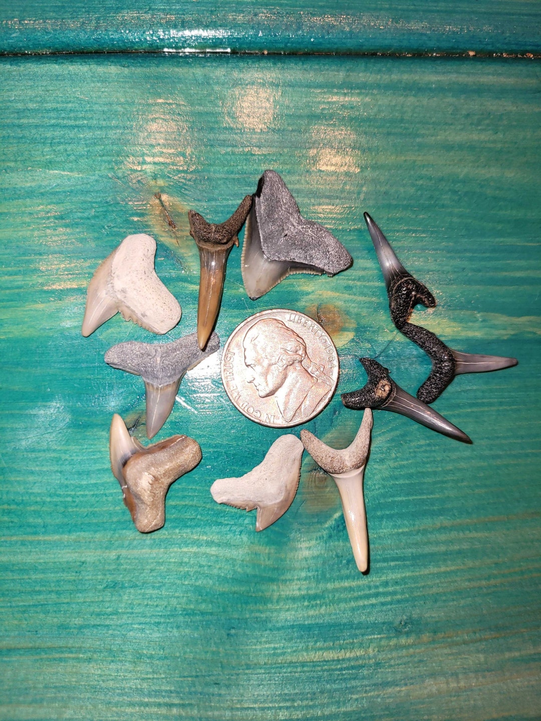 Large Fossilized Shark Teeth (set of 10 Various) - Etsy