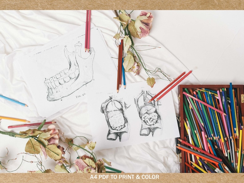 Vintage Medical Anatomy Illustration R18 Adult Coloring Page - Etsy