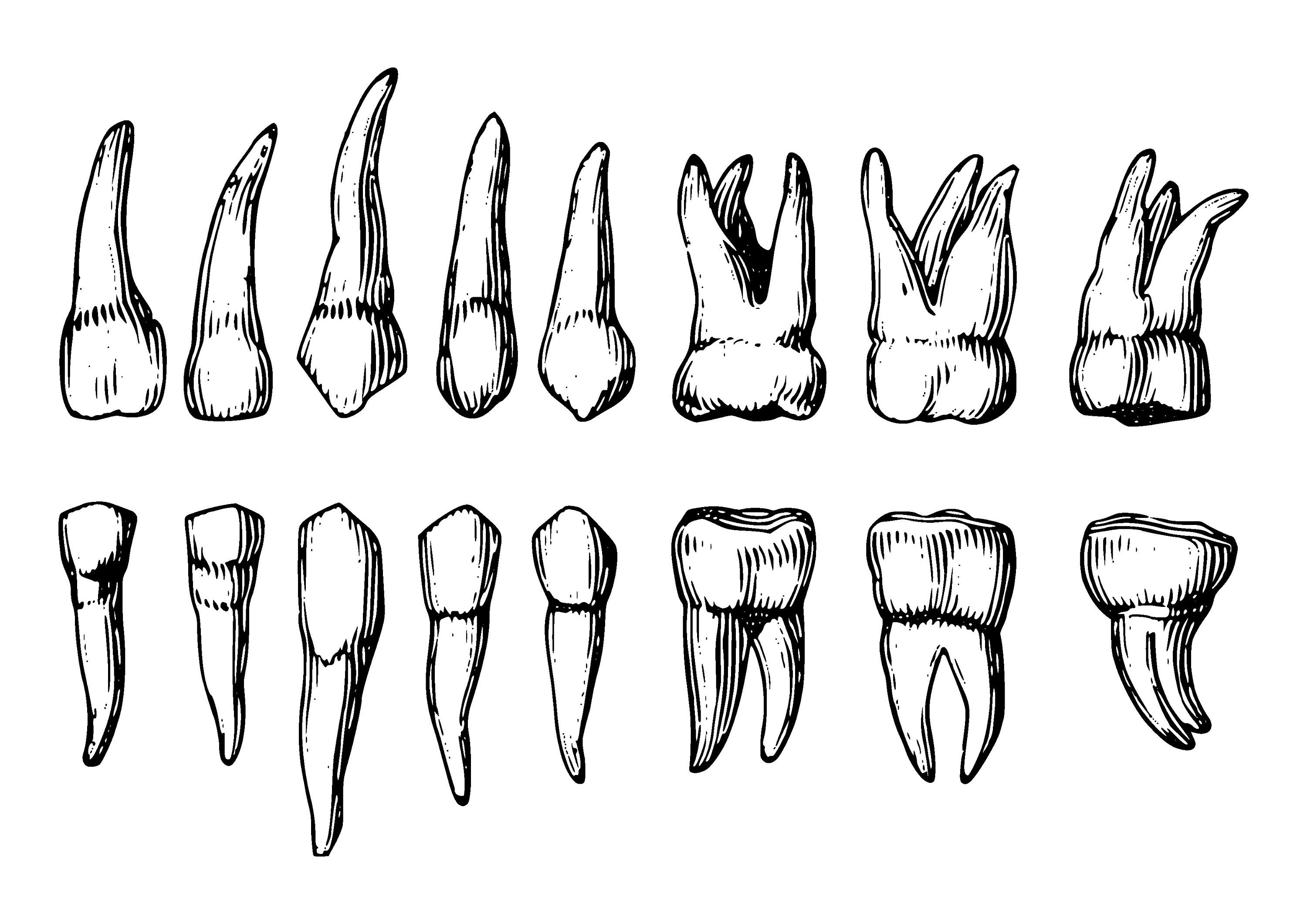 Vintage Medical Anatomy Illustration R18 Adult Coloring Page - Etsy