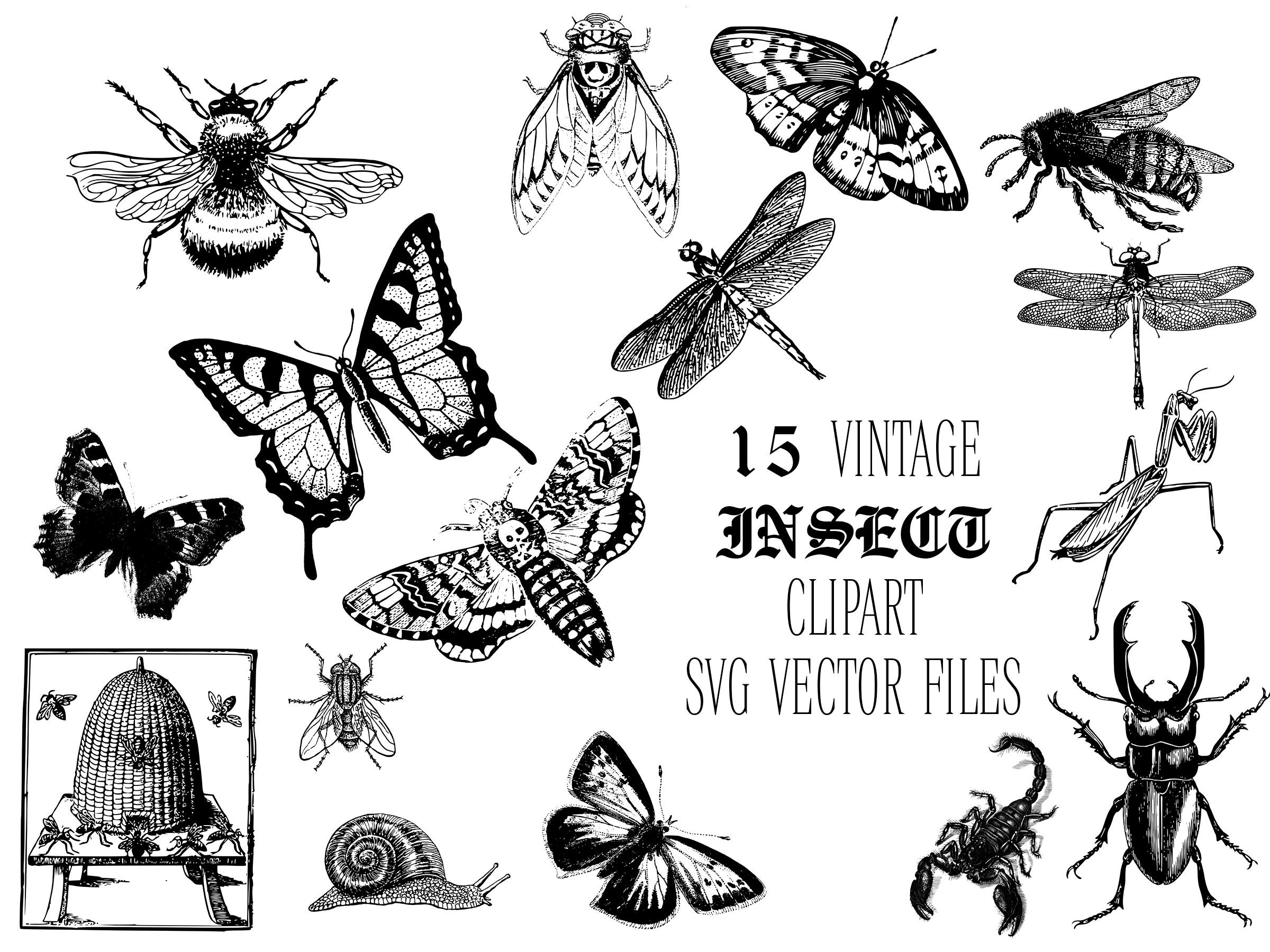 Insect & Butterfly Coloring Pages Botanical Vintage Illustrations ...