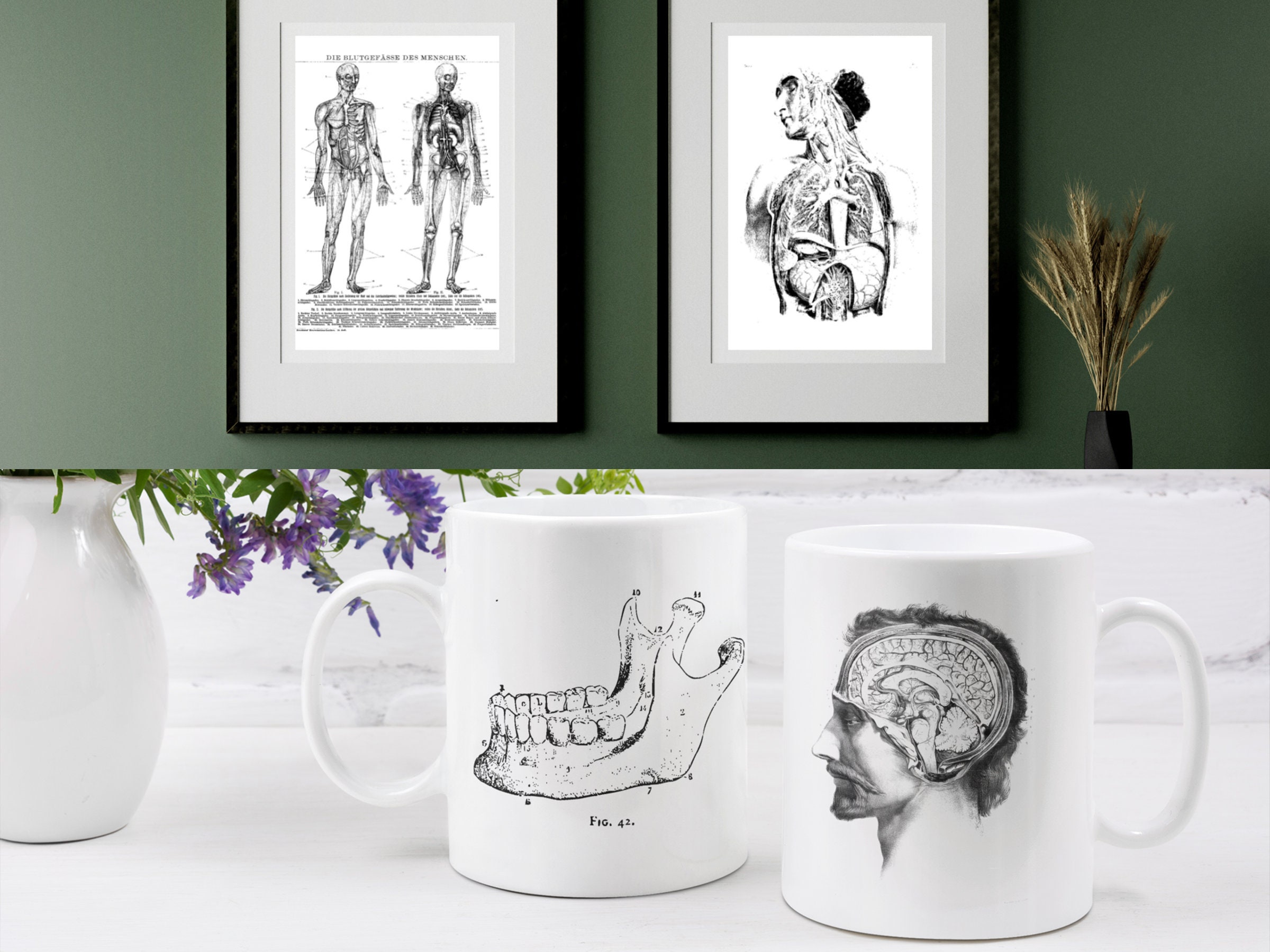 Vintage Medical Anatomy Illustration R18 Adult Coloring Page - Etsy