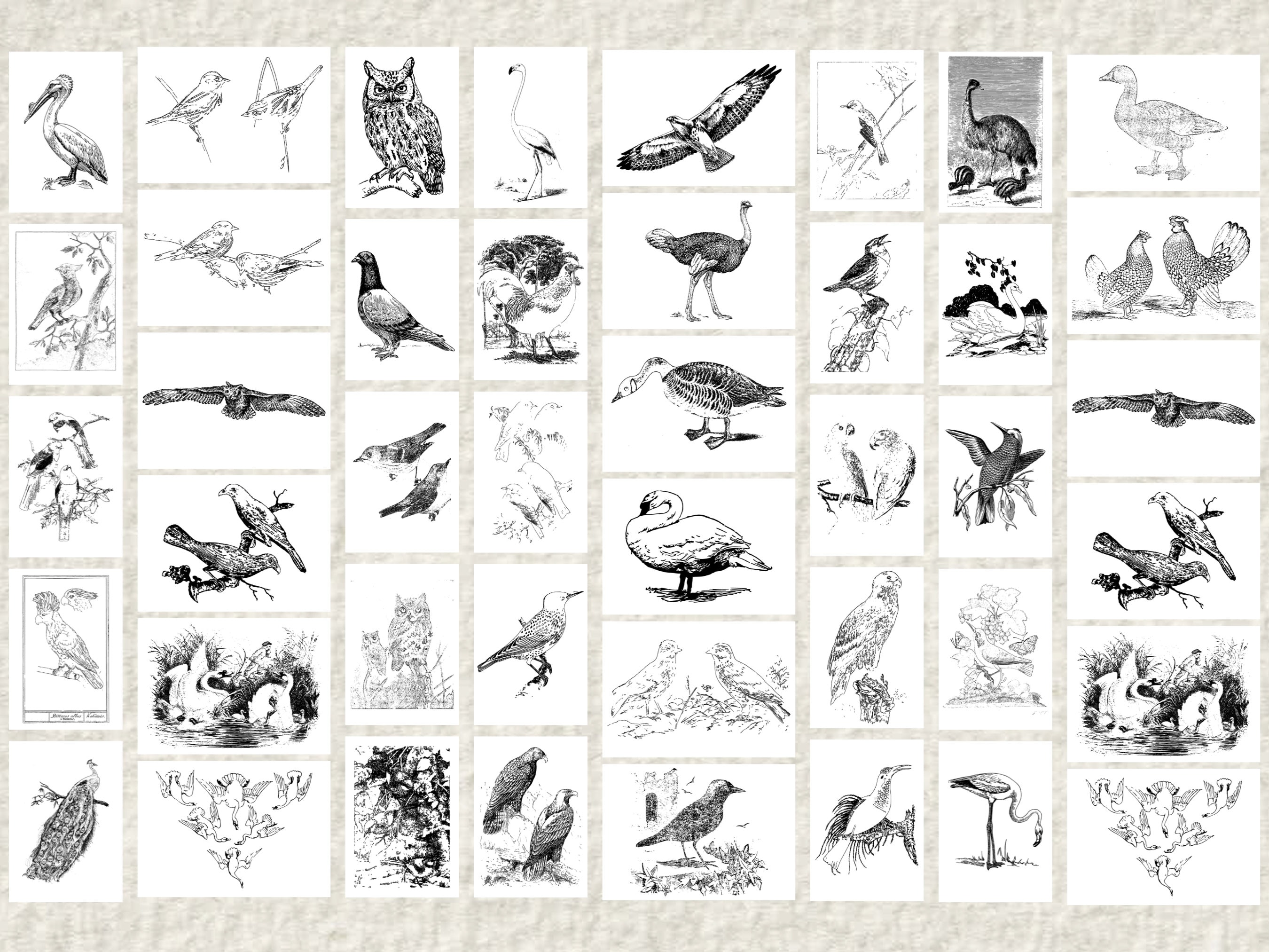 Vintage Bird Coloring Pages Printable Illustrations Birds Wall - Etsy