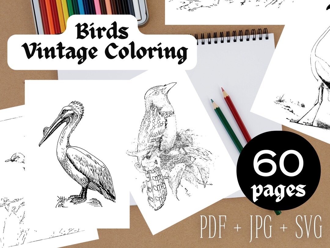 Vintage Bird Coloring Pages Printable Illustrations Birds Wall - Etsy