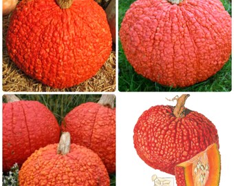 Pumpkin Red Warty Thing Pumpkin Seeds 15 - Etsy