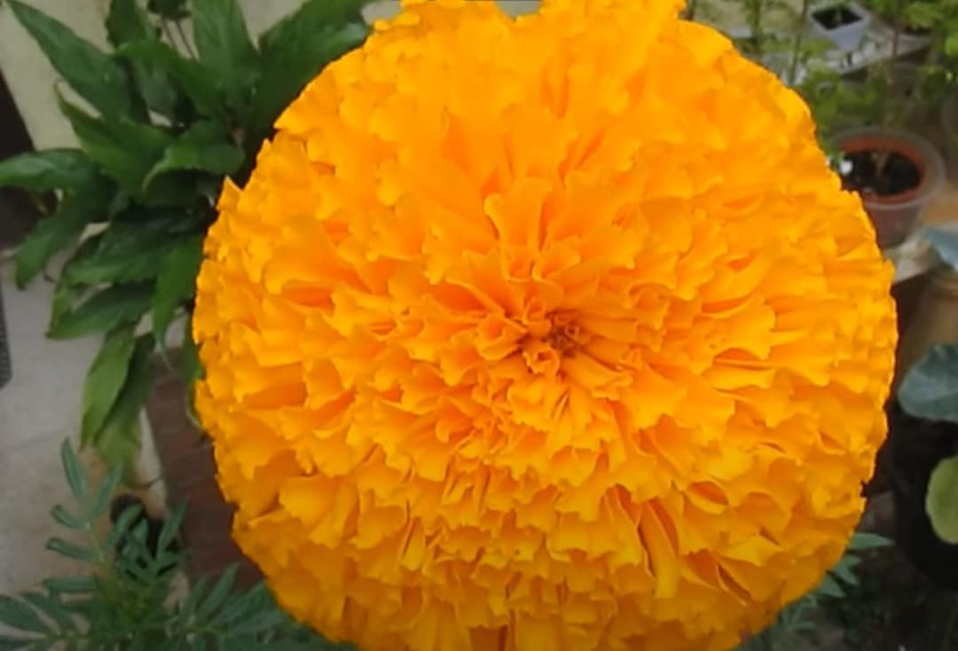Large African Marigolds - Etsy
