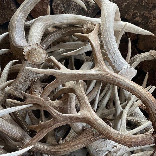 Elk Antler - Etsy
