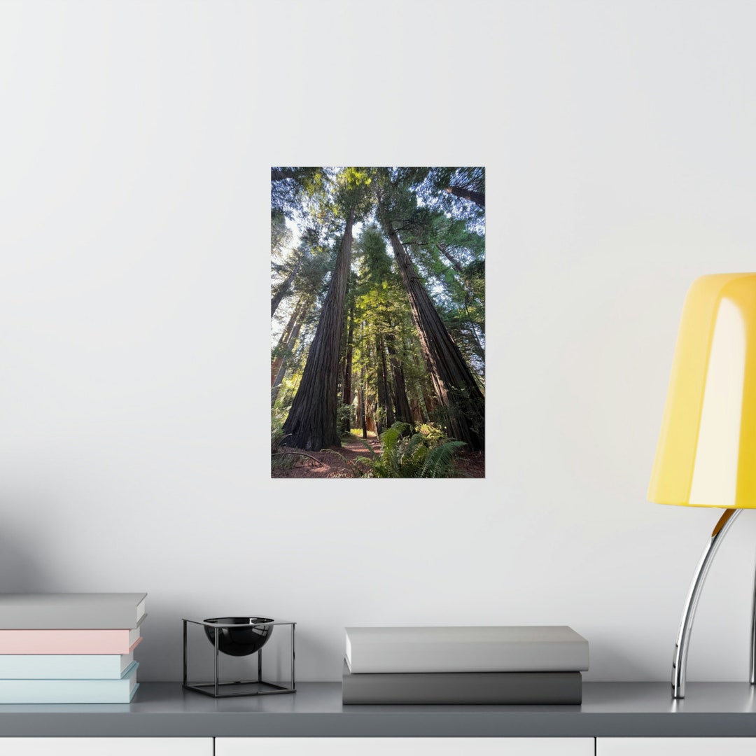 California Redwood Poster - Etsy