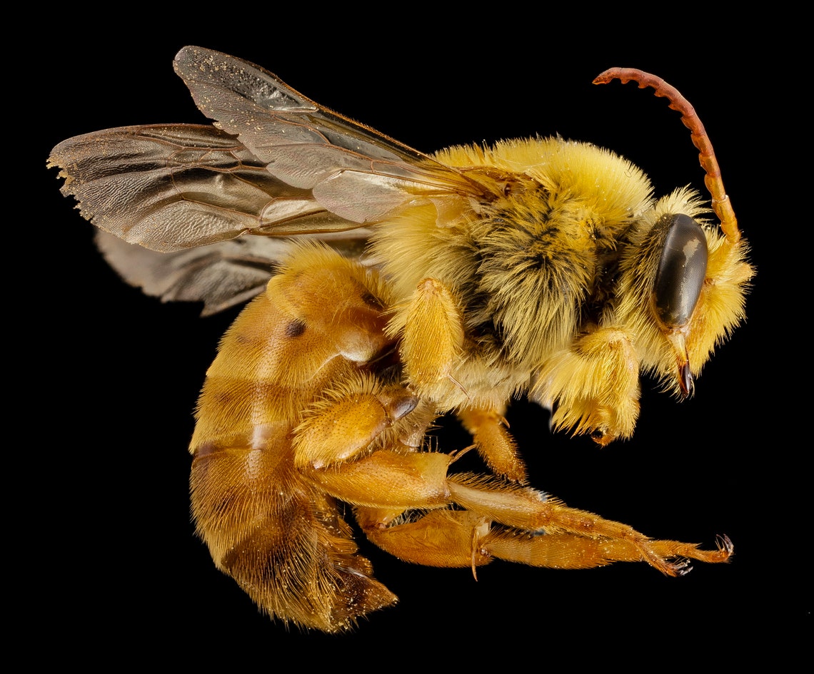 BEE JUMP - Etsy