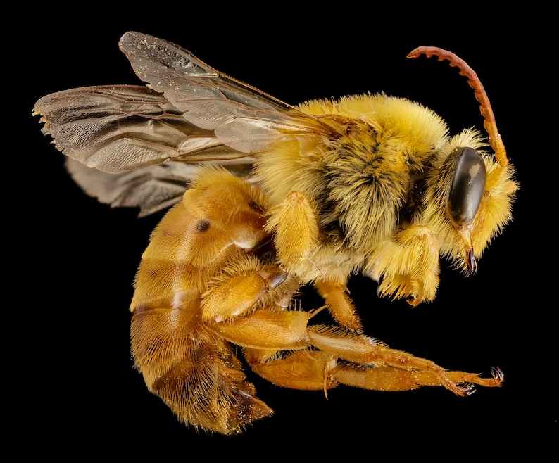 BEE JUMP - Etsy