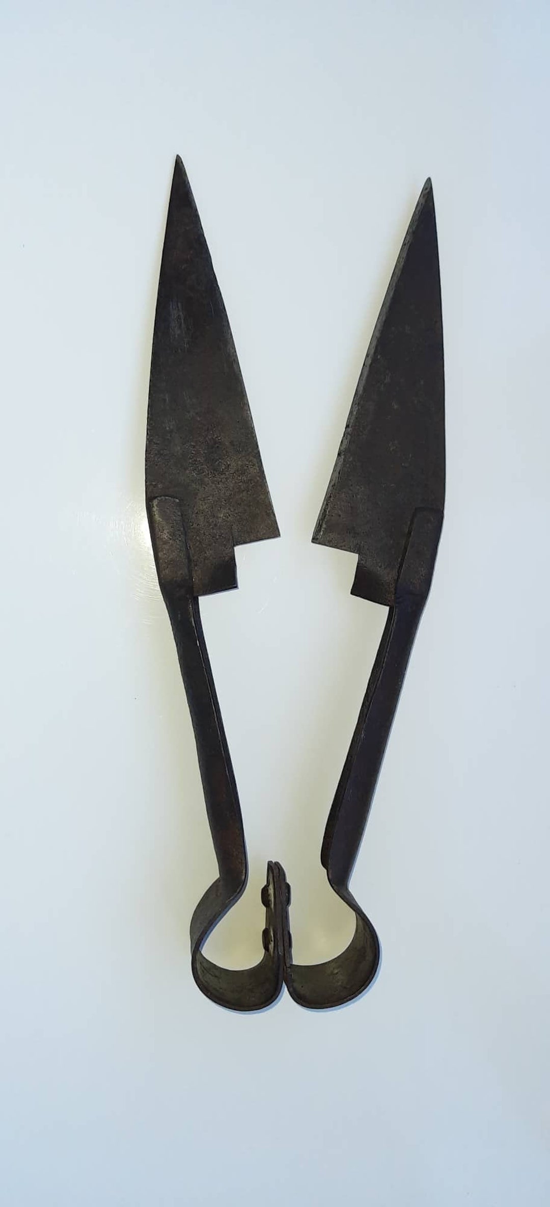 Shear Sheep. Old Metal Sheep Shears. Very Old Barnyard Shears. Animal ...