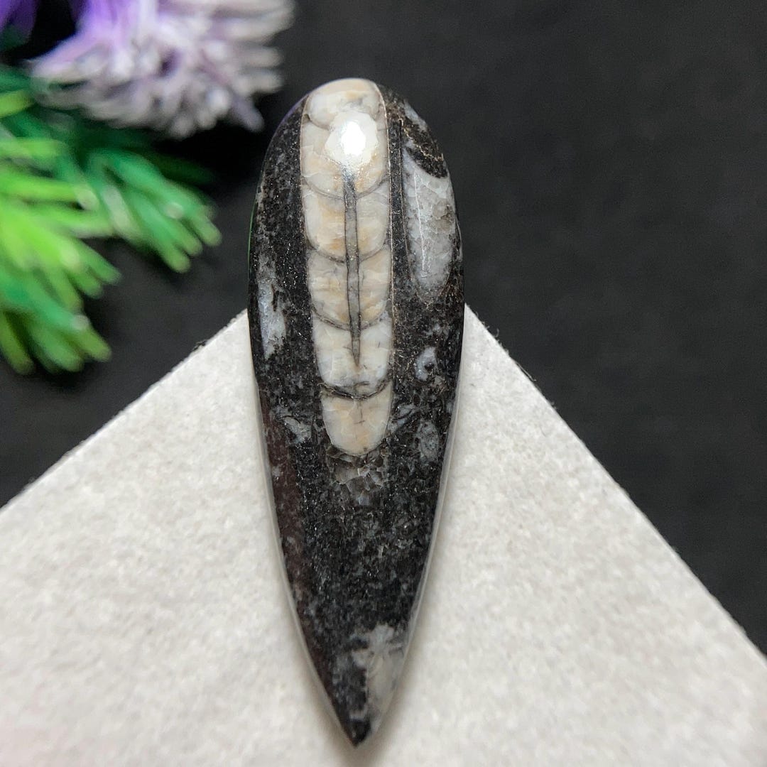 Striking Natural Orthoceras Fossil Cabochon, Creation With This ...
