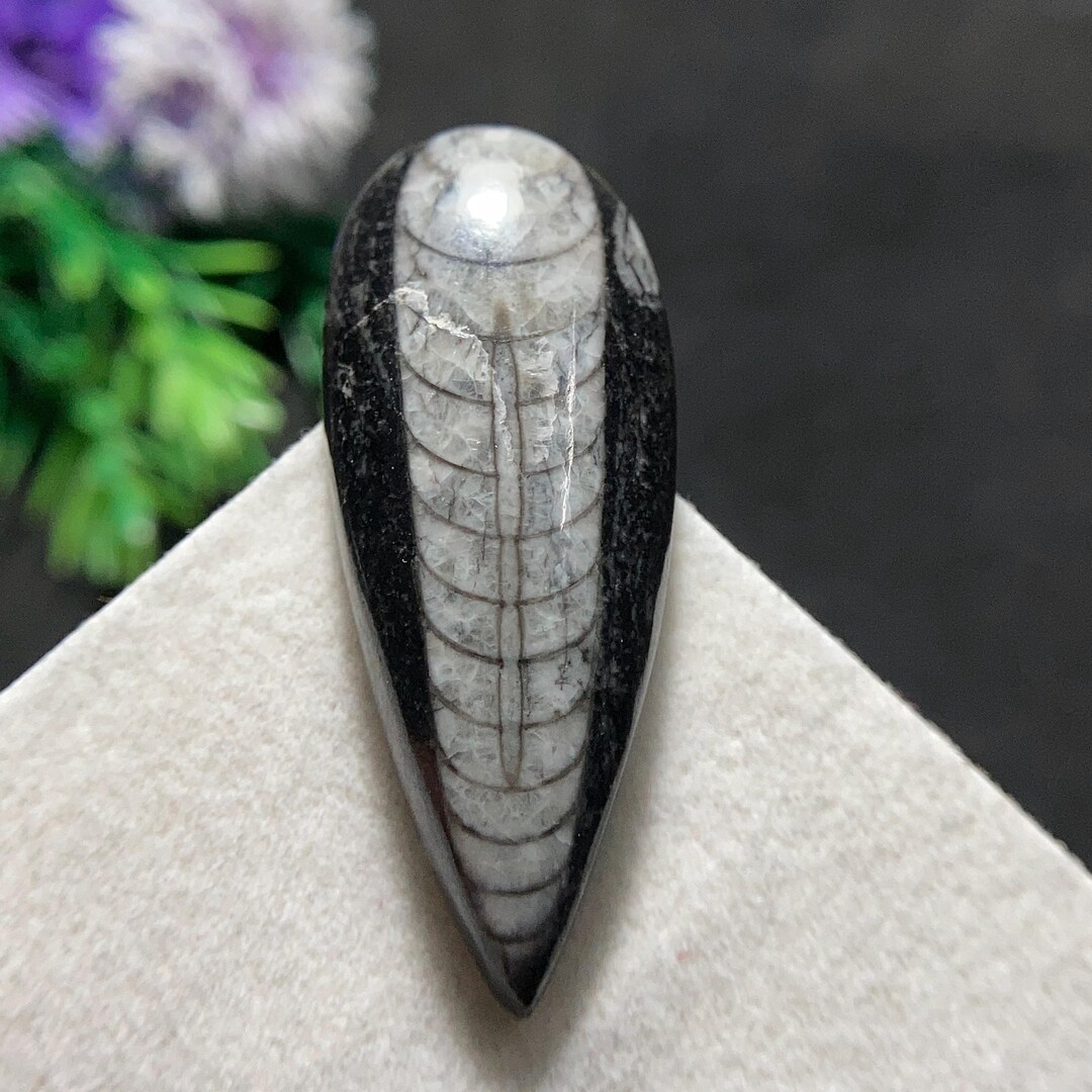 Striking Natural Orthoceras Fossil Cabochon, Creation With This ...