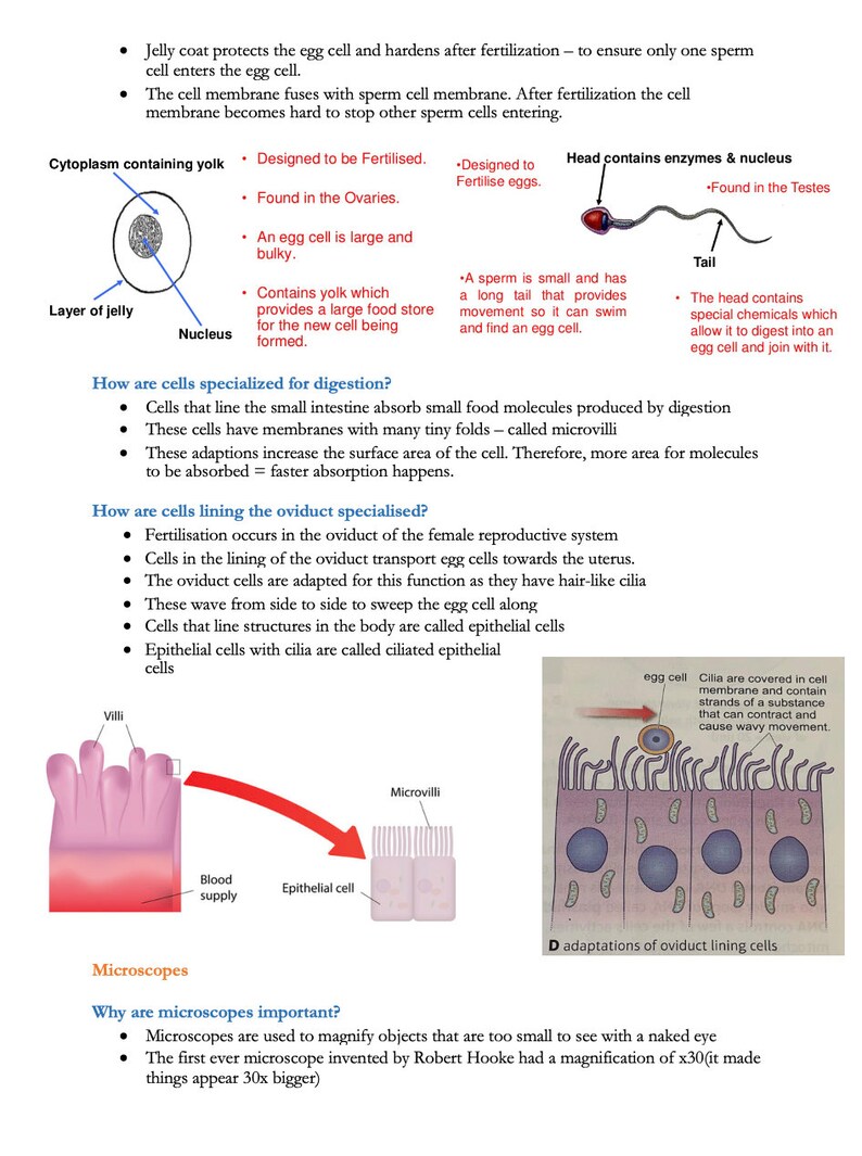B1 GCSE Edexcel Notes - Etsy