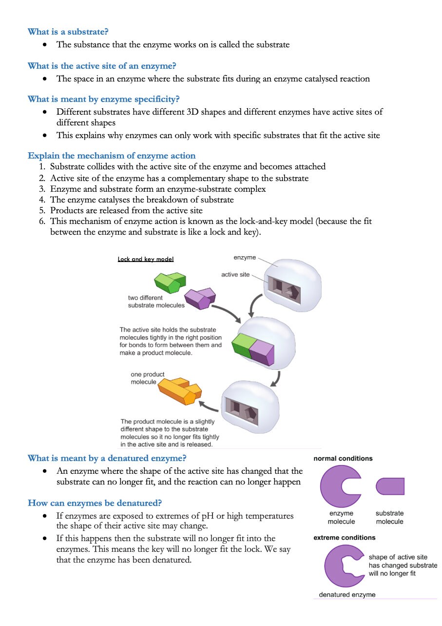 B1 GCSE Edexcel Notes - Etsy