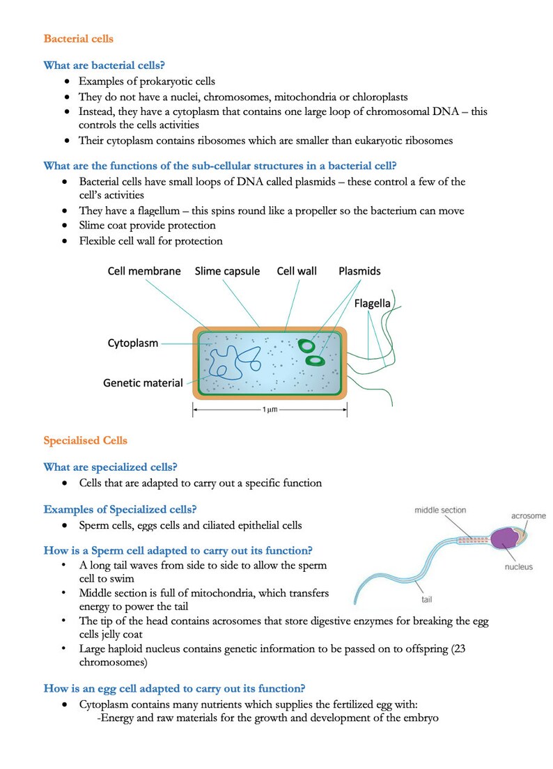 B1 GCSE Edexcel Notes - Etsy