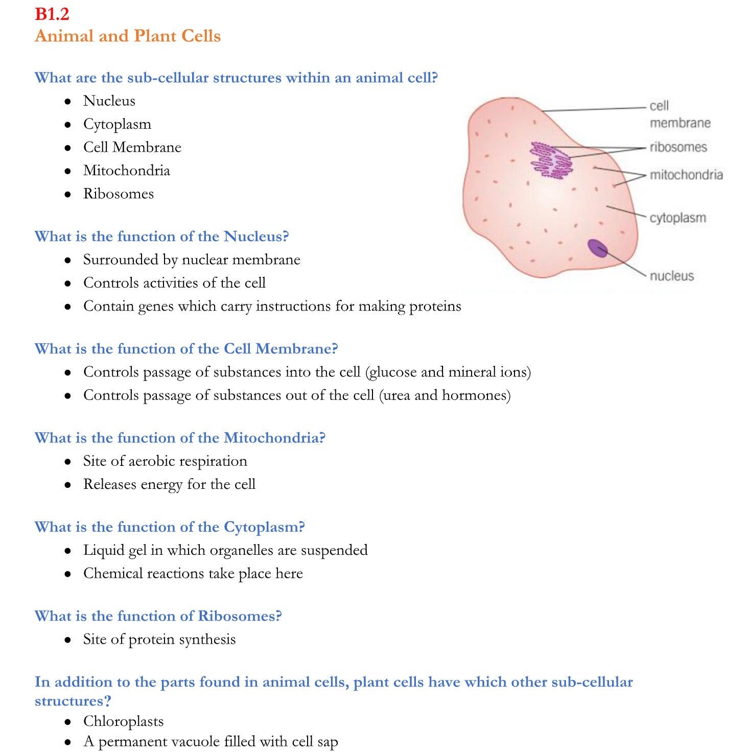 Animals and Plant Cells GCSE Biology Notes - Etsy