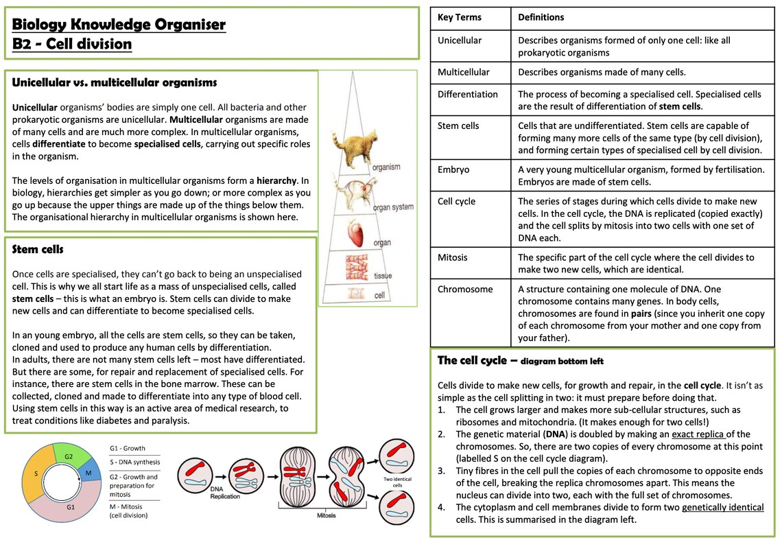 GCSE Biology Cell Division Summary Notes - Etsy UK