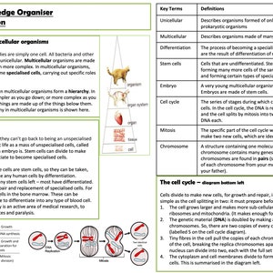 GCSE Biology Cell Division Summary Notes - Etsy UK