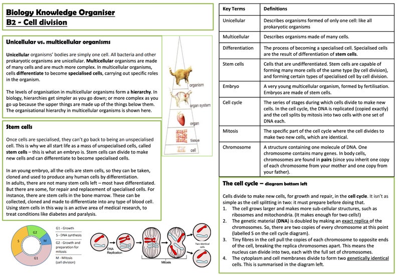 GCSE Biology Cell Division Summary Notes - Etsy