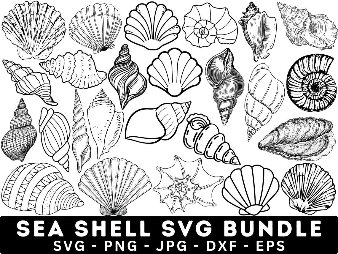 Seashell SVG Bundle: Sea Shell Clipart, Cut Files (digital Download) - Etsy