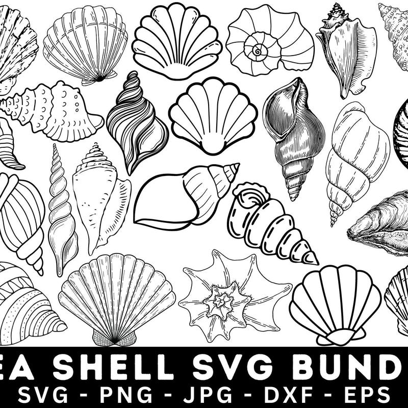 Shell Svg - Etsy