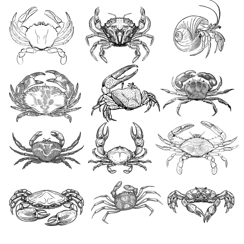 Vintage Oceanic Crustacea - Digital Image Files for Crustaceacore ...