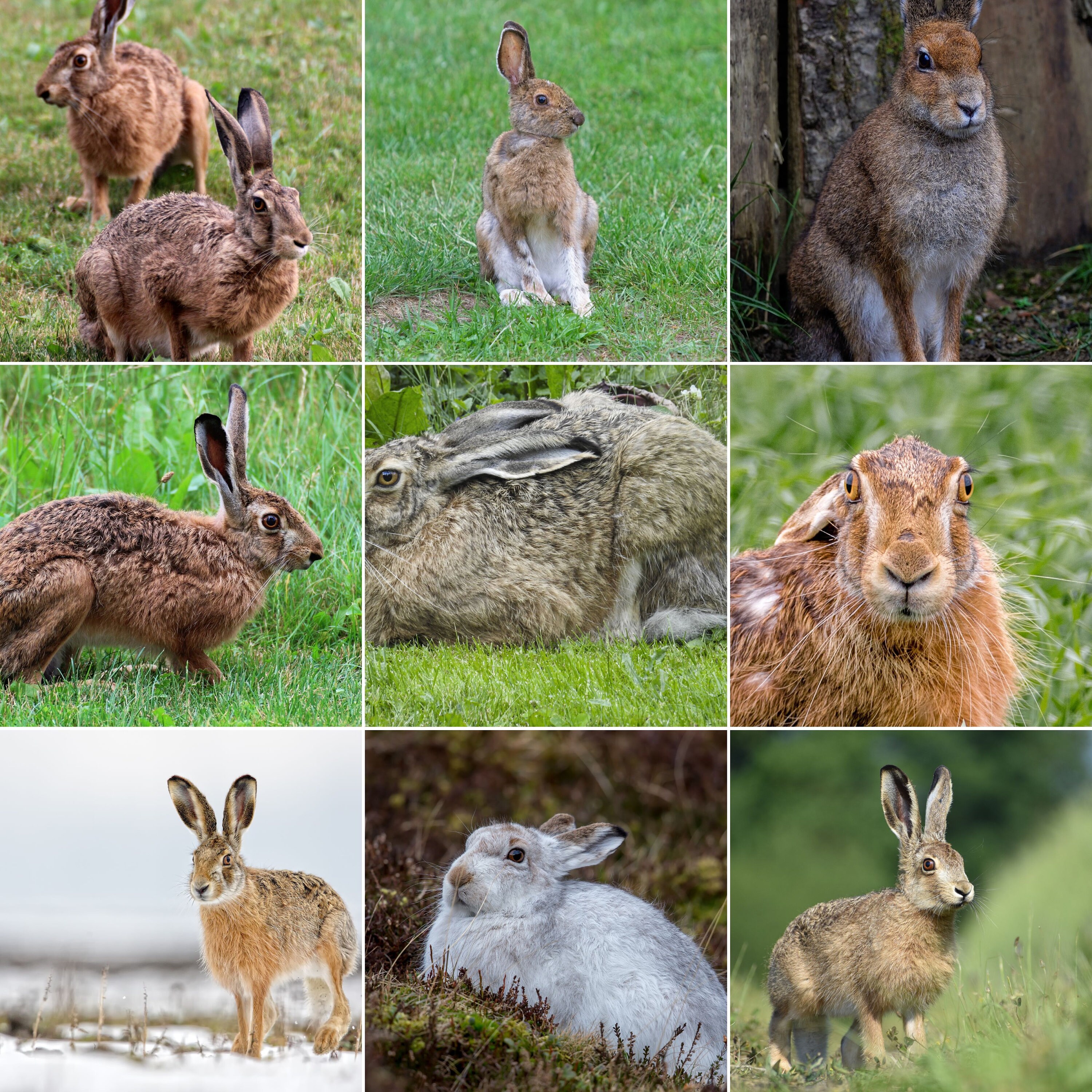 Wild Hares Image Source 4x PNG Files With Additional JPEG for Crafting ...