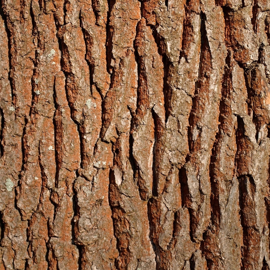 Tree Bark Papers - 20 Hi Res Images of Bark for Backgrounds, Picture ...