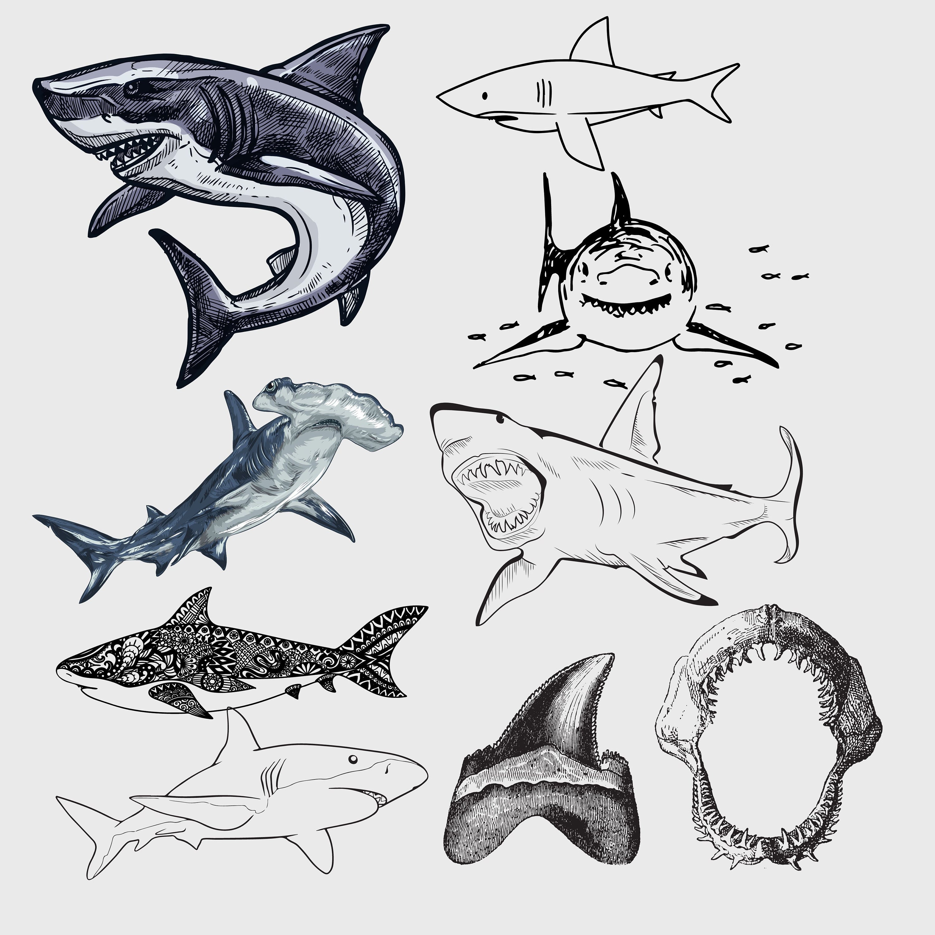 Shark Image Source Pack - 12 Pages of Real Sharks, Great Whites, Shark ...