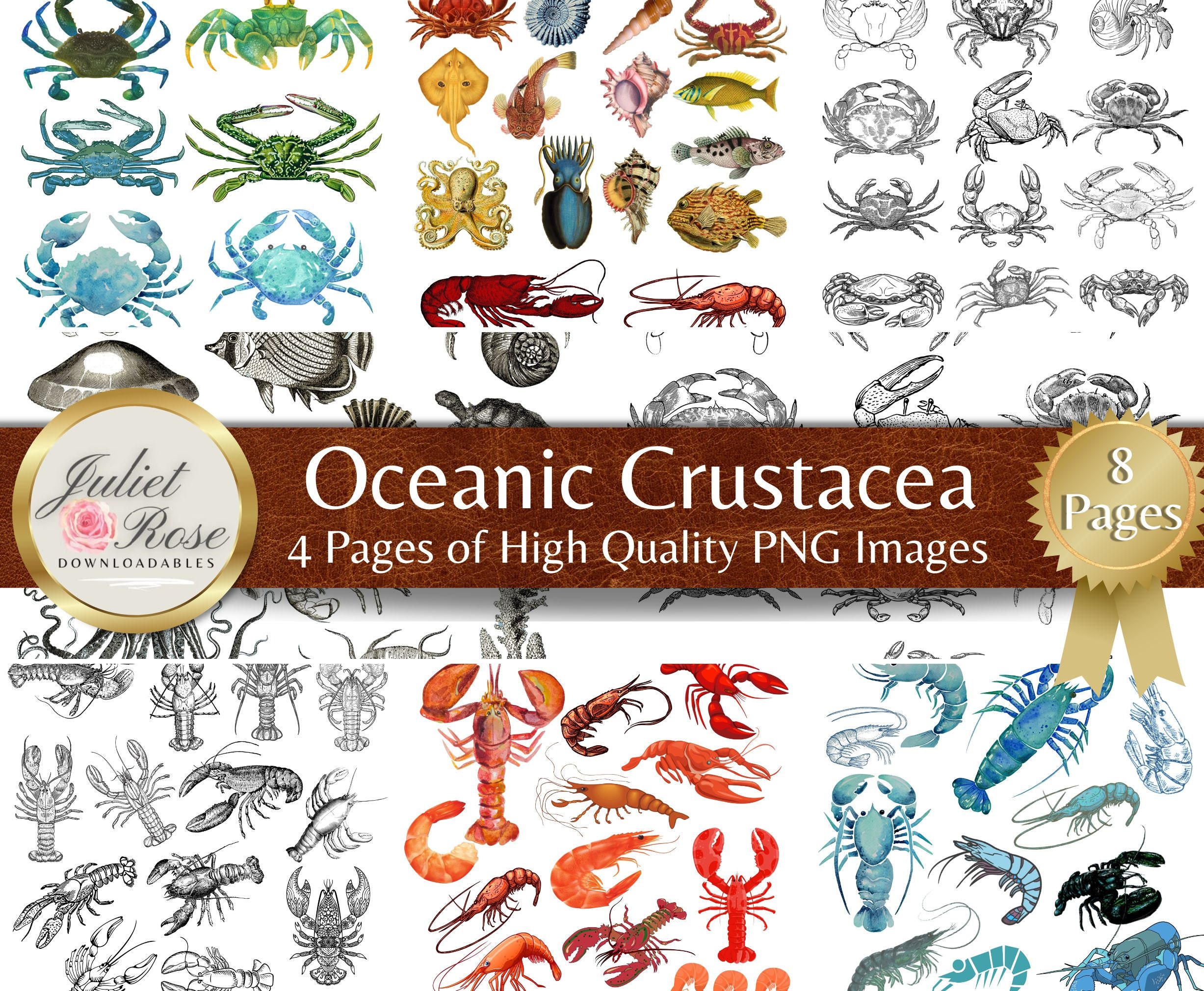 Vintage Oceanic Crustacea - Digital Image Files for Crustaceacore ...