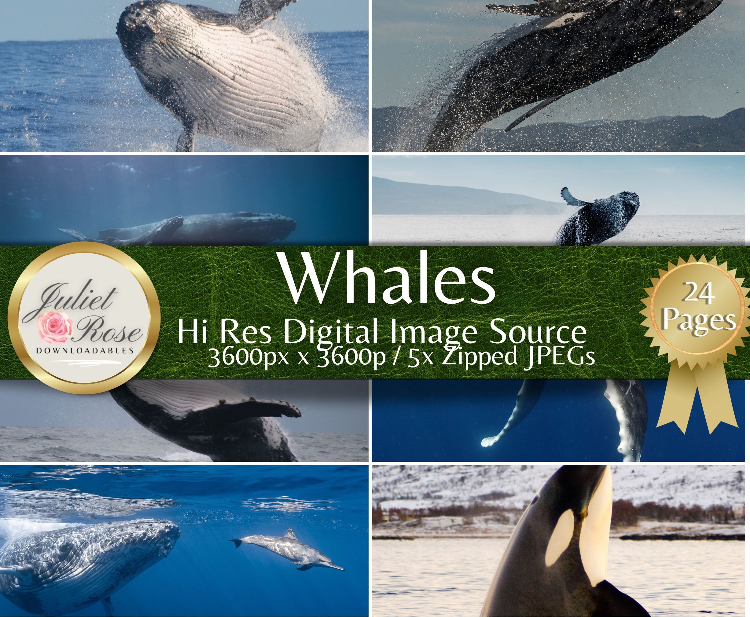Whales - 24x Hi Res Images for Digital Download Perfect for Collage ...