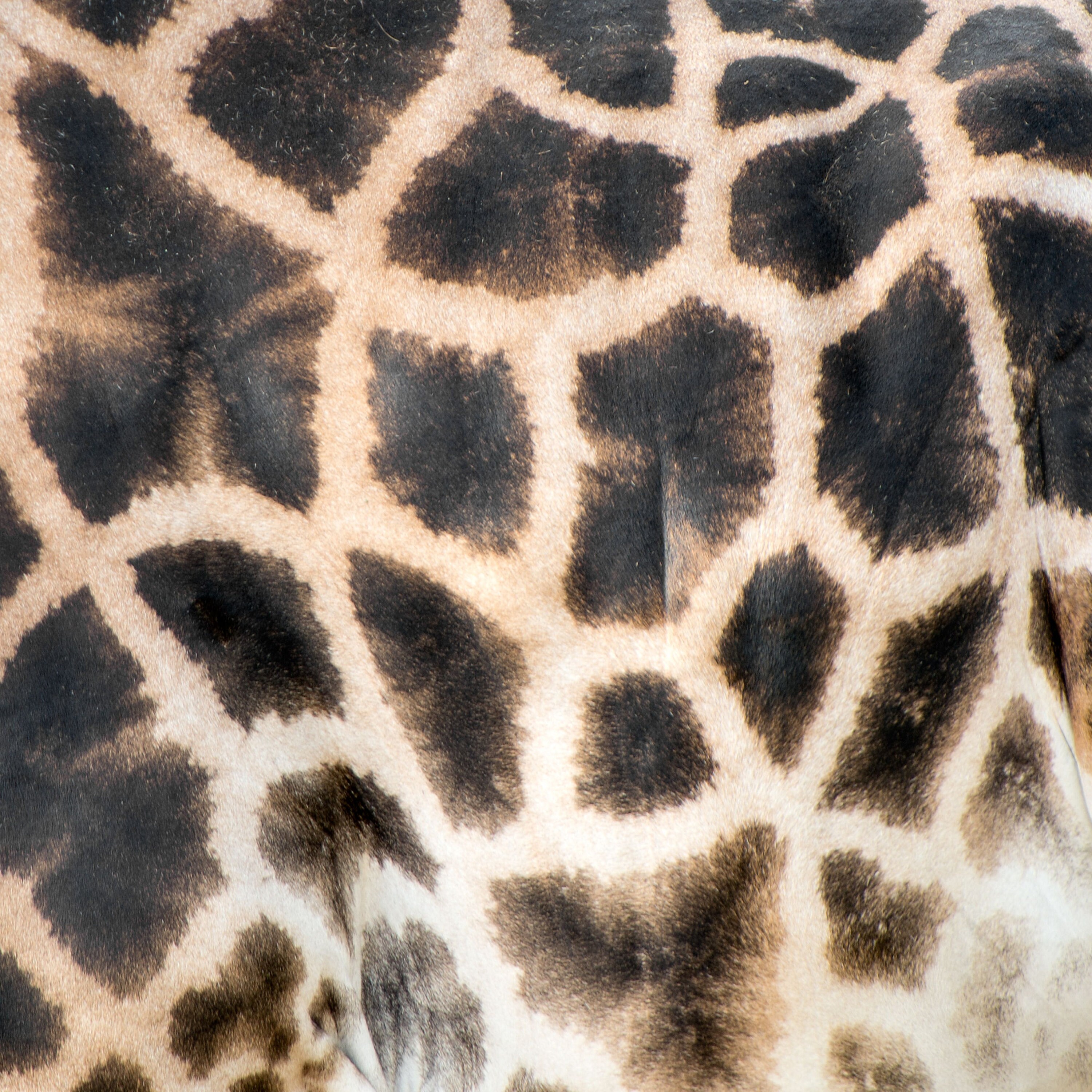 20x Giraffe Prints - Digital Download Commercial Use. Perfect for ...