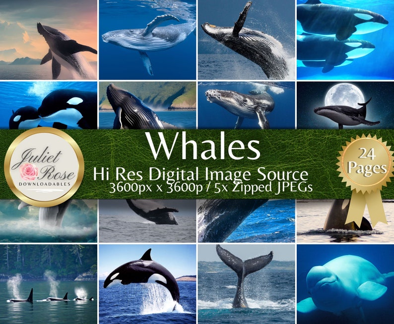 Whales - 24x Hi Res Images for Digital Download Perfect for Collage ...