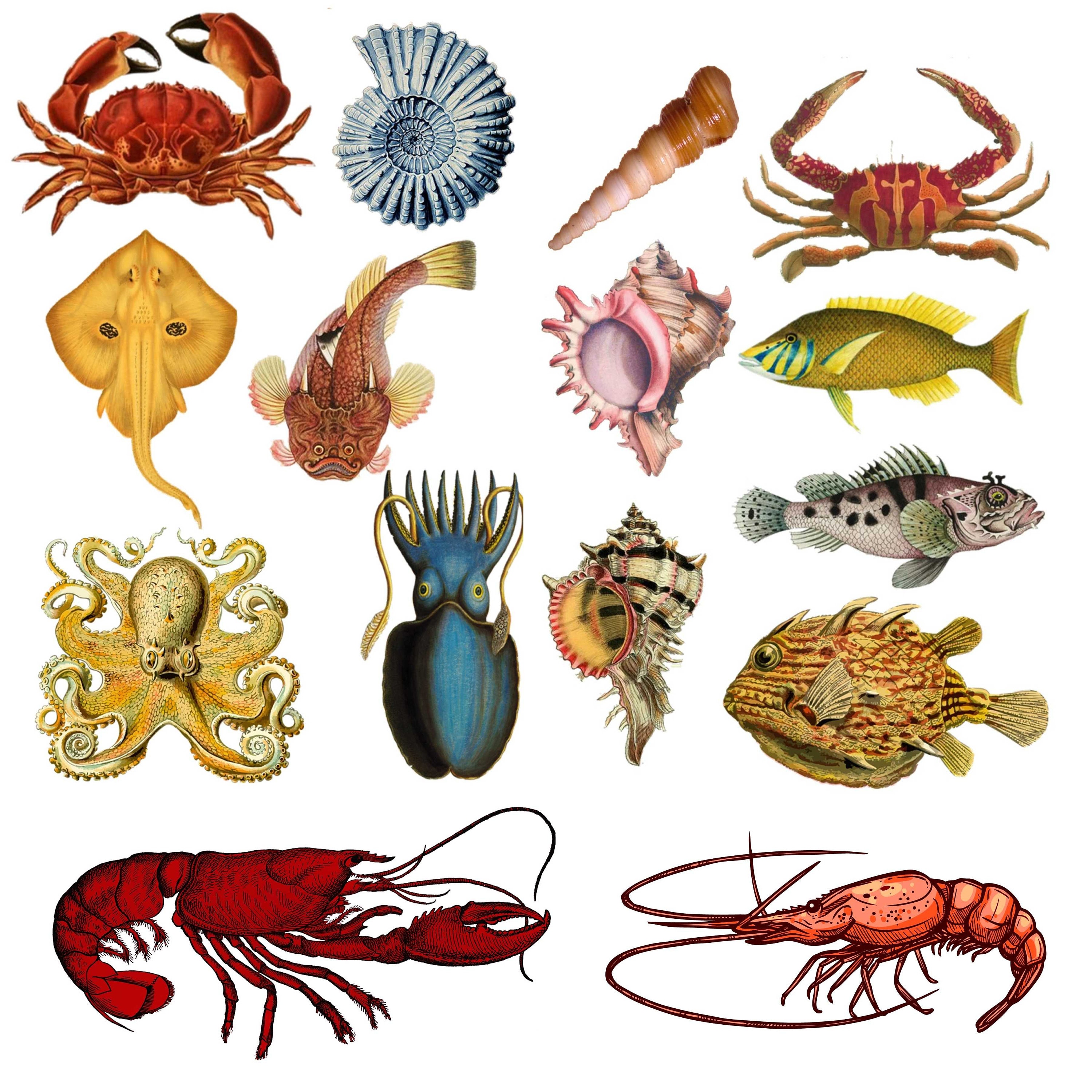 Vintage Oceanic Crustacea - Digital Image Files for Crustaceacore ...