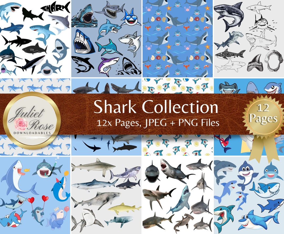Shark Image Source Pack - 12 Pages of Real Sharks, Great Whites, Shark ...