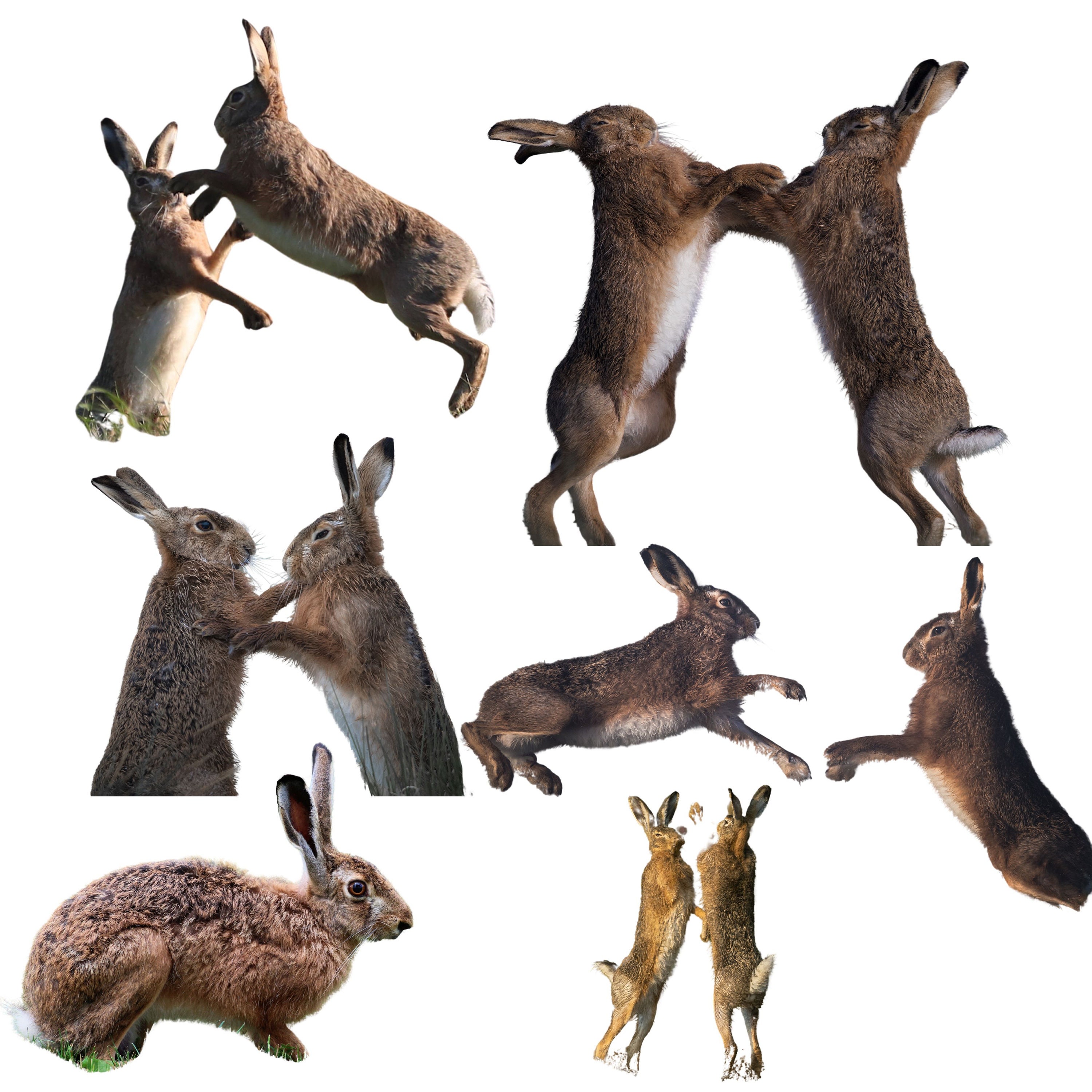 Wild Hares Image Source - 4x PNG Files With Additional JPEG for ...