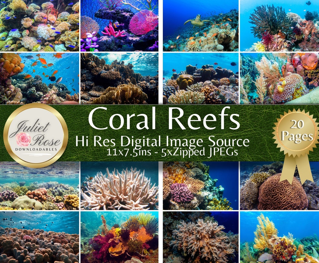 CORAL REEFS - 20 Hi Res Digital Images to Download for Craft Projects ...