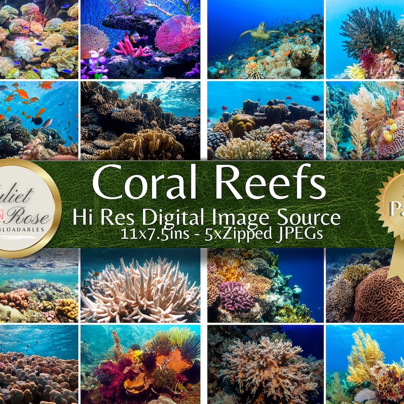 Coral Picture Frame - Etsy