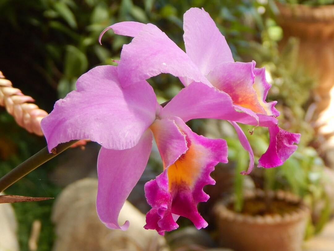 Pink Tranquility Canvas Print Pink Tranquility Wall Art Pink ...