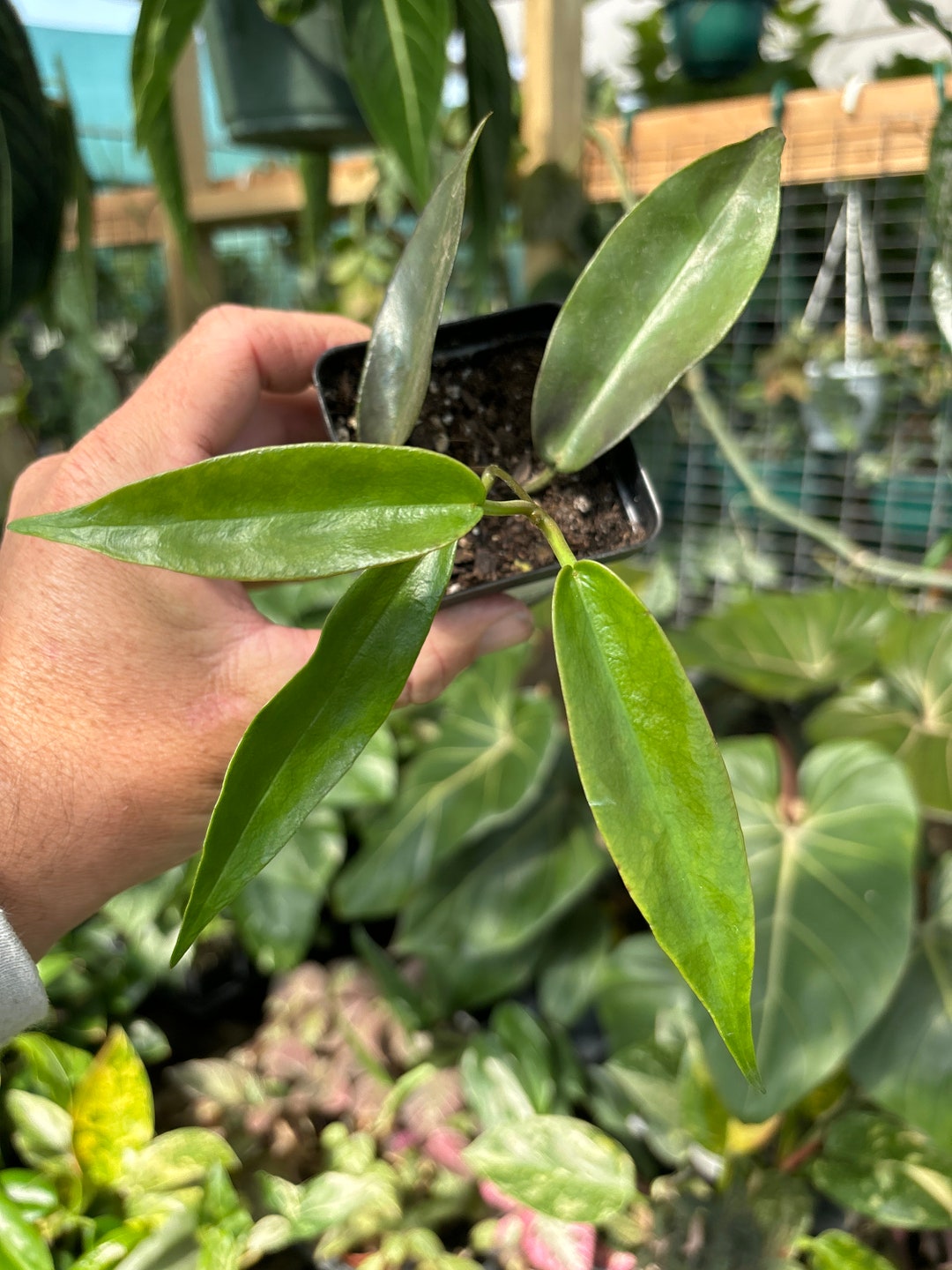 Hoya Macgillivrayi big Mac 3 - Etsy