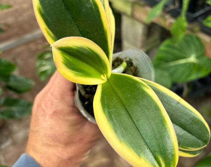 Phalaenopsis Chia E Lin Three Lips - Etsy