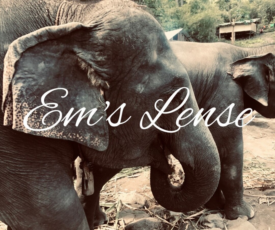 Elephant Print Digital Download - Etsy